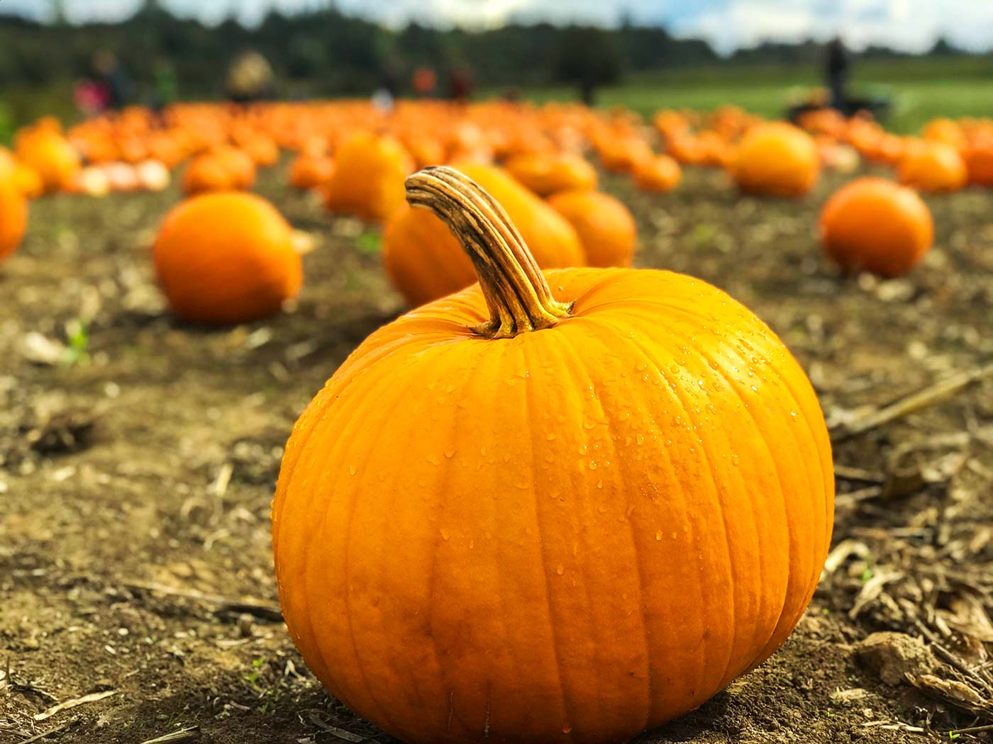PUMPKIN PIE FILLING - Edible Shasta Butte